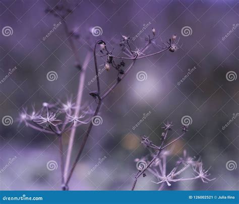 Grass Bokeh Background Outdoor Close Up Violet Color Stock Image