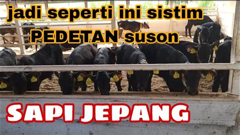 Pedetan Suson Sapi Jepang Youtube