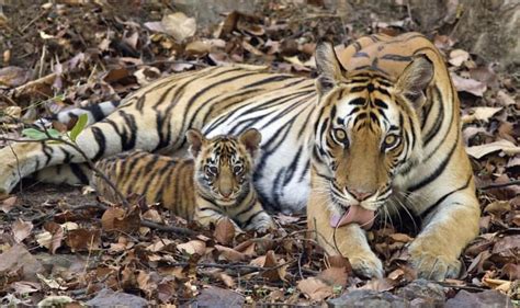 Tiger Mum And Cub Hardcoreaww