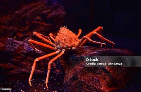 일본 거 대 한 거미 크랩 수 중 수영 아쿠아 운 온 더 락 오션 갈고리 발톱에 대한 스톡 사진 및 기타 이미지 갈고리 발톱