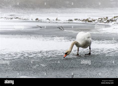 Winter Wonder Land Snow White Swan Bird Walking Close To Ice Lake 14