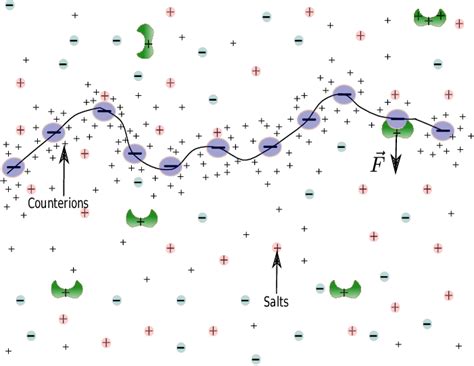 A Schematic Diagram Of A Polyelectrolyte Solution With The Charged