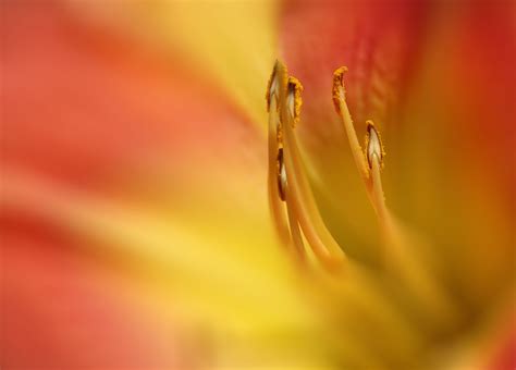 Stempel Untitled Blume Flower Hd Wallpaper Wallpaper Flare