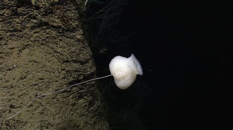Hexactinellid Sponge