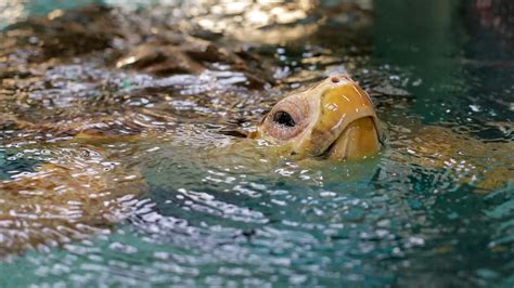 Las Fotos Del Rescate De Las Tortugas Marinas Que Quedan Atrapadas En