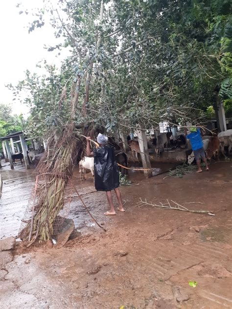 Preparing For Cyclone Jawad Visakha Spca India Inc