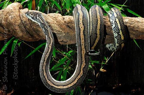 Slithering Serpents Australias Deadliest Snakes Uks Largest Wild