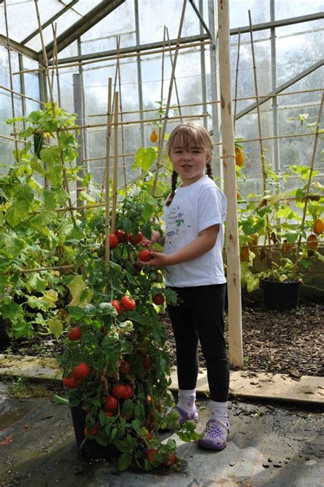 Shirleys Pixie Tomato Seed Solanum Lycopersicum