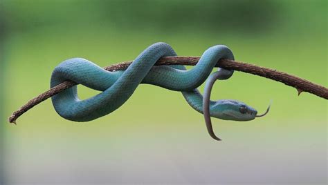 Premium Photo Blue Viper