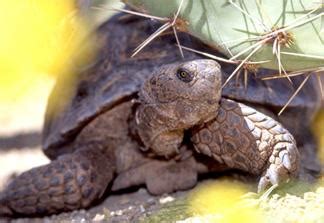 Azgfd Surplus Desert Tortoises In Need Of Adoption Local News