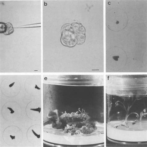 A Microinjection Into Individual Cells Of A Multicellular Embryoid