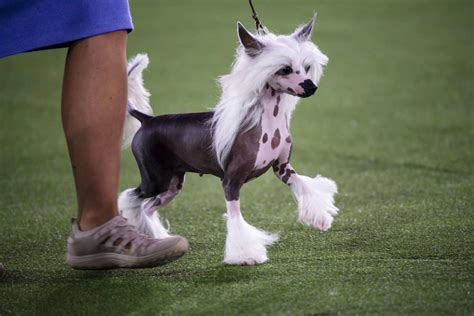 Pourquoi Les Chiens Moches Nous Plaisent Ils Autant
