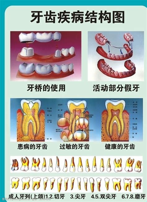 牙齿结构图图片免费下载 牙齿结构图素材 牙齿结构图模板 图行天下
