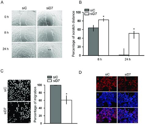 Effect Of Stard7 Silencing On Jeg 3 Cell Migration A Wound Healing