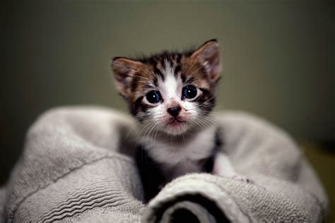 Hd Kitten Wallpapers Kitten Wallpaper Kittens Cutest Kitten Images