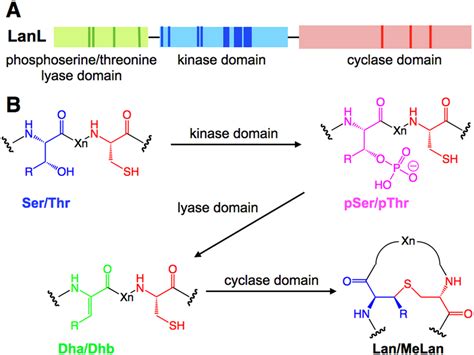 Posttranslational Modification By LanL Enzymes A Illustration Of The
