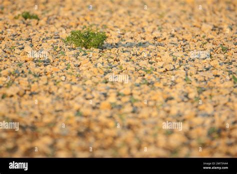 Stone Field With Green Tuft Of Grass In Karlstadt Am Main Franconia