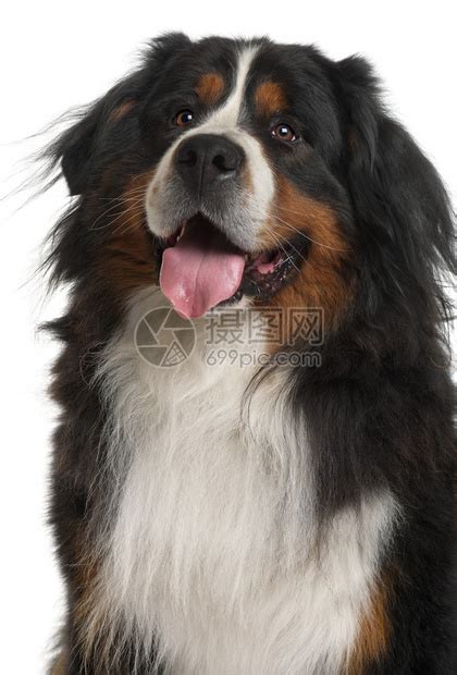 Bernese山狗3岁坐在白高清图片下载 正版图片504717615 摄图网