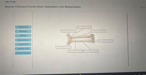 Solved Exercise 13 Review And Practice Sheet Organization Of