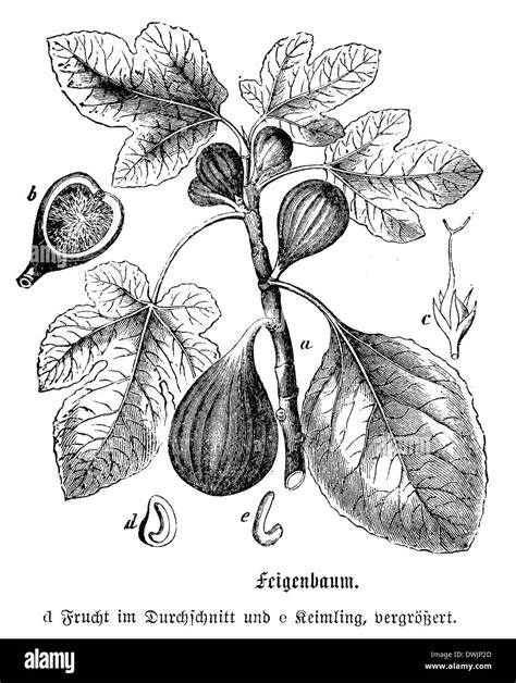 Very Old Fig Tree Cut Out Stock Images And Pictures Alamy