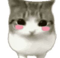 妙脆角小猫被生活磨平了棱角图片动图动态表情包合集（55张） 相关表情包 表情包专辑 求表情网 斗图从此不求人