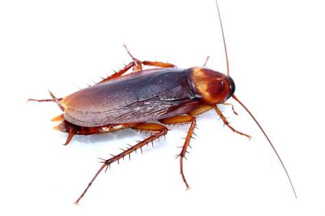 How Big Can A Roach Get Beatpests