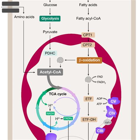 Pdf Mitochondrial Oxphos Biogenesis Co Regulation Of Protein Synthesis Import And Assembly