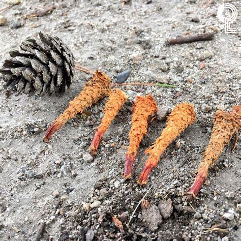 더쿠 국립산림과학원에서 새우튀김 자랑하래