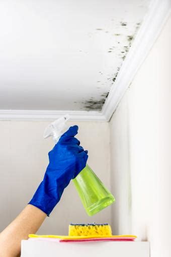 What Removes Mold From Bathroom Ceiling
