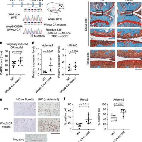 Wwp2 Regulates Adamts5 Expression In Articular Cartilage A Rna Seq