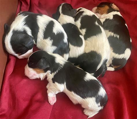 Spring Puppies Have Arrived