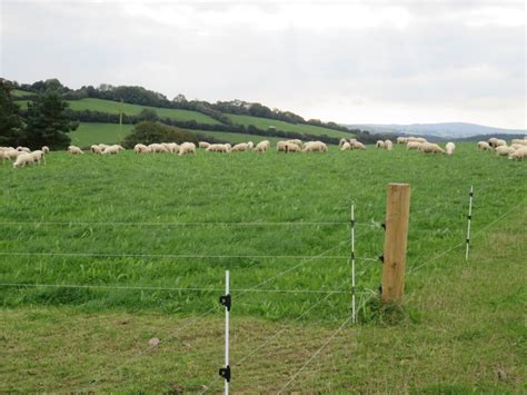 Techno Grazing Uk Style