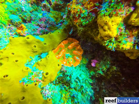 This Is What A True Rainbow Symphyllia Looks Like Reef Builders The Reef And Saltwater