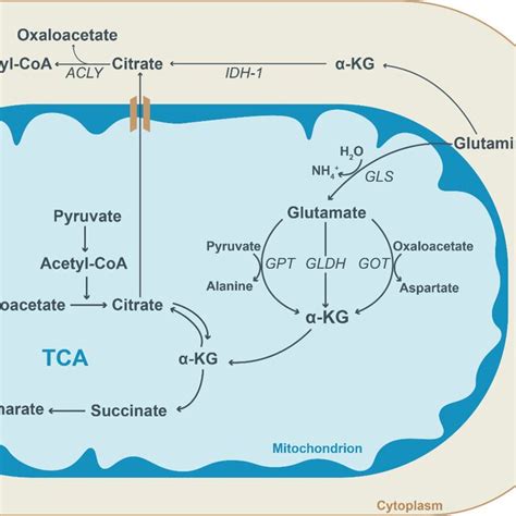 Schematic Overview Of Glutamine Metabolism In The Cytosol Glutamine