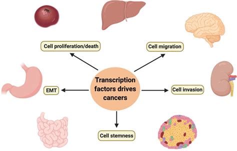 Transcription Factors Tfs Drive Cancer Tfs Are Involved In