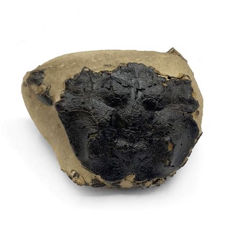 Fossils For Sale Fossils British Eocene Crab From Isle Of
