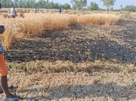 The Standing Wheat Crop Was Burnt To Ashes Due To The Fire Incident