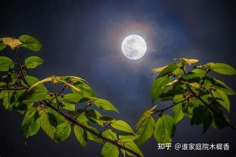“千里共婵娟”和“露似真珠月似弓”哪句描写的是中秋时候的月亮呢？ 知乎