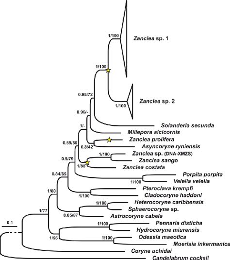 Multi Locus Bayesian Phylogram Based On The Concatenated Dataset 16S