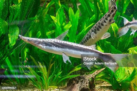 Sorubim은 열대 남아메리카에 서식하는 작고 긴 수염 메기의 속입니다 녹색 수생 식물 사이에서 긴 수염을 가진 수족관 물고기 0명에 대한 스톡 사진 및 기타 이미지