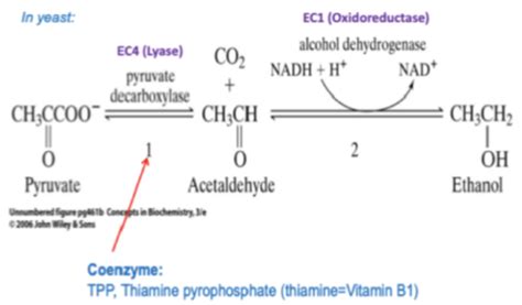 4d The Fate Of Pyruvate Flashcards Quizlet