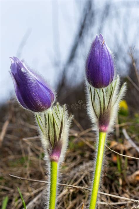 Pulsatilla Slavica Spring Flower In The Forest A Beautiful Purple