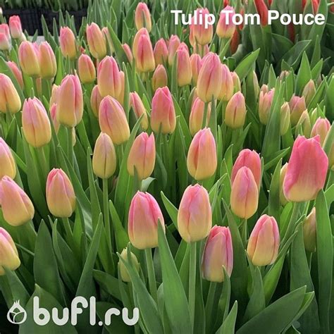Tulip Tom Pouce авторское фото BUFL.RU | Растения, Тюльпаны, Семена цветов