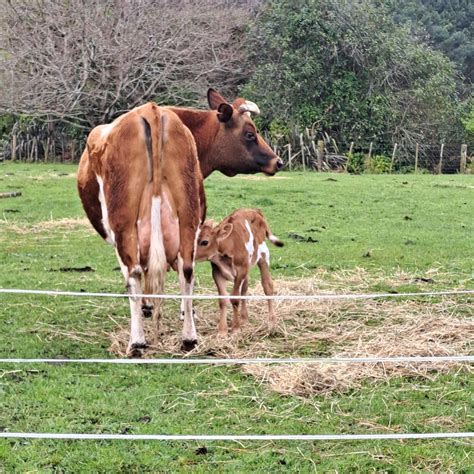 Teacher In The Paddock Afterschool Education Programme Tuesday Plenty Of Boxes Packed For