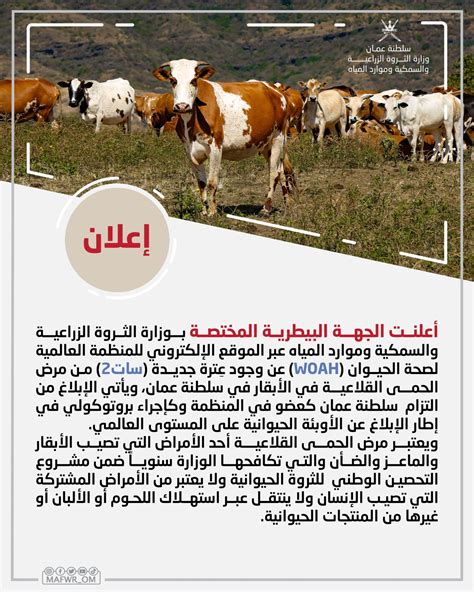 الزراعة عترة جديدة من مرض الحمى القلاعية تصيب الأبقار في سلطنة عمان