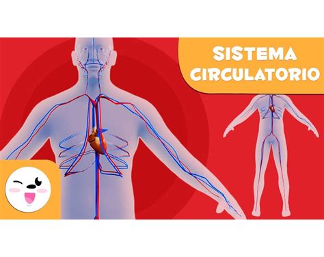 Tomidigital Sistema Circulatorio En El Ser Humano