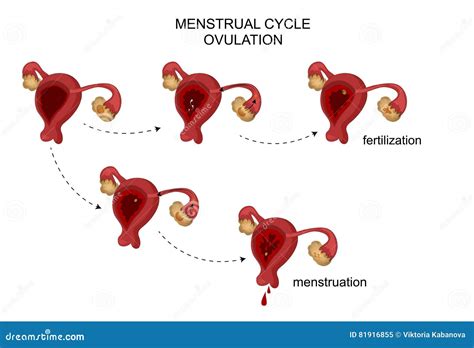 Sale Female Reproductive System Menstrual Cycle In Stock