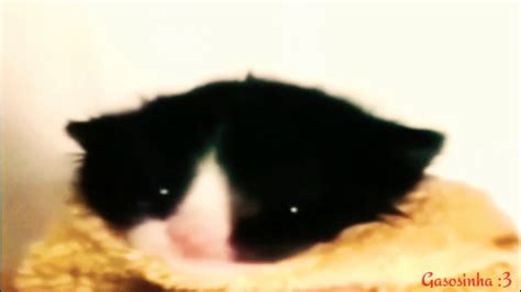 Gato Falando Miau Youtube