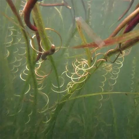15 Native Texas Pond Plants Top Species Pond Informer