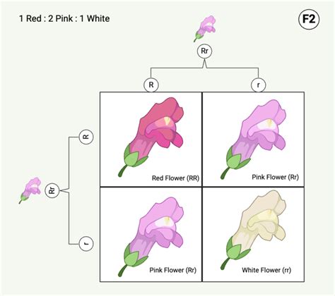 Chromosome Mapping Definition Types Steps Unit Importance